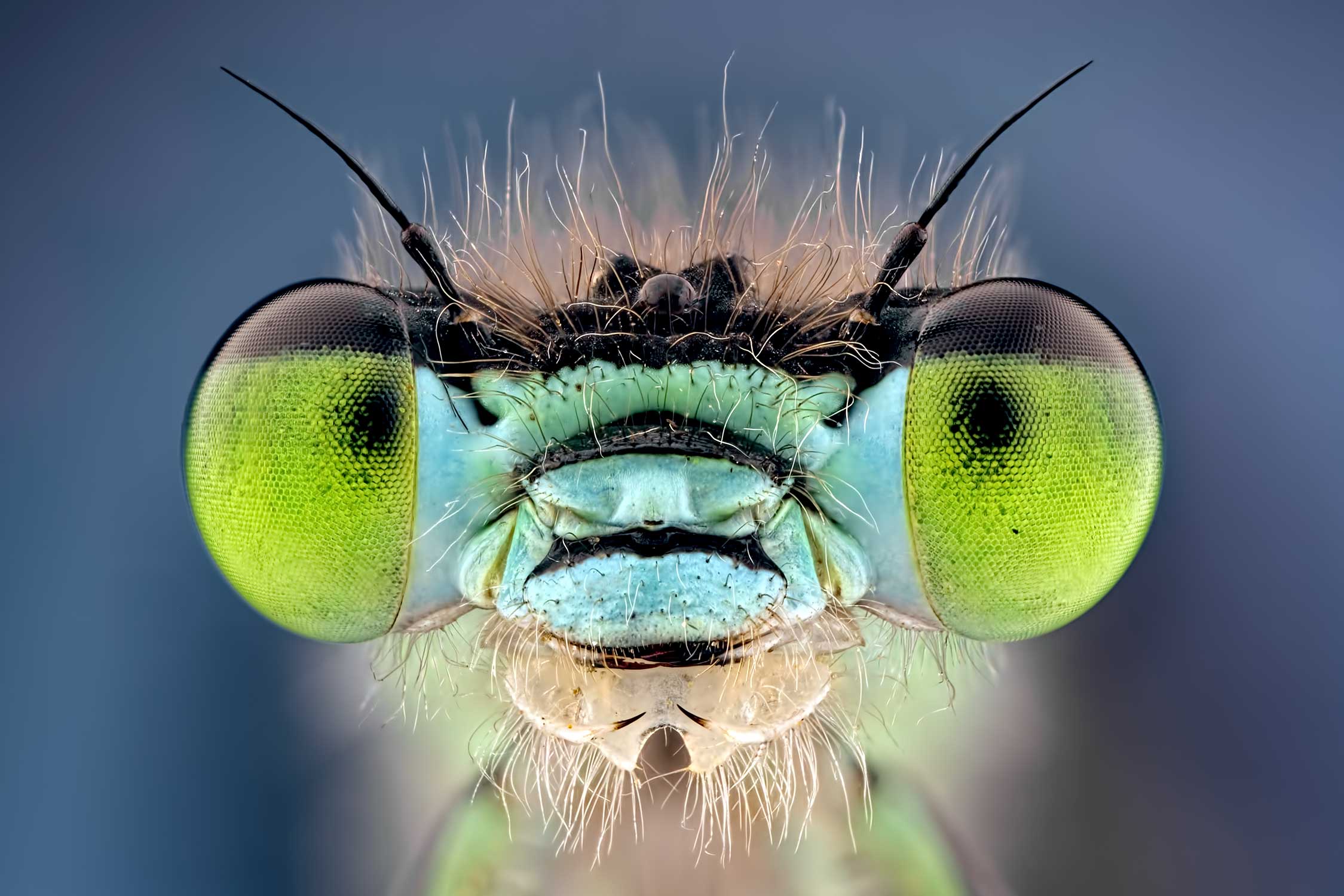 Types Of Macro Photography Photopostsblog
