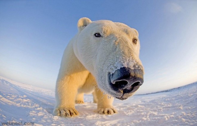 Mercadotecnia Publicidad Y Dise o 35 Beautiful And Stunning Wildlife 