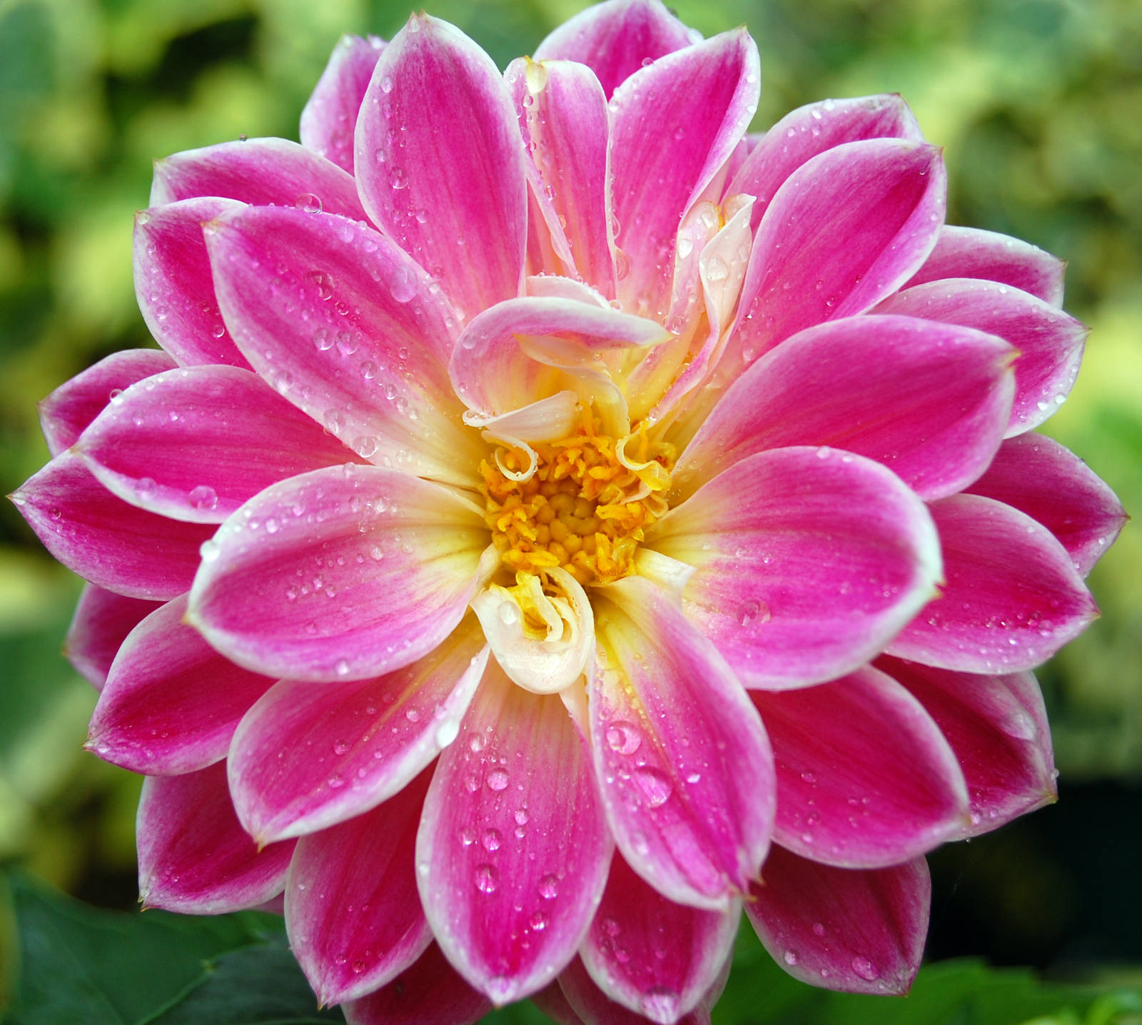 Lovely Flowers Wallpaper Hd Best Flower Site
