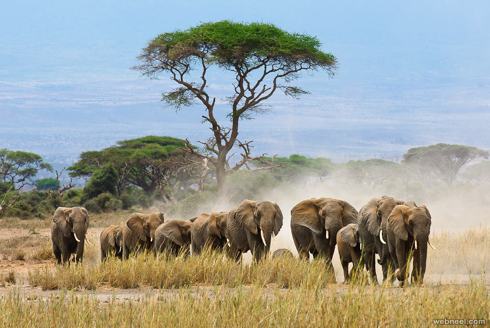 30 Award Winning Wild Life Photography Examples For Your Inspiration