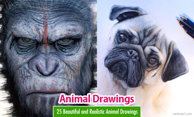 Cool Animal Drawings Tumblr