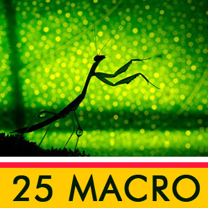 24 Beautiful Macro Photography examples and ideas