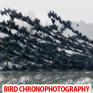 Freakish Chronophotography of Birds by Spanish photographer Xavi Bou