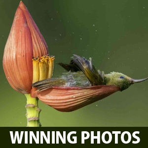 Award Winning Wildlife Photographs from Sanctuary Nature Photography ...