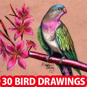 40 Best and Beautiful Bird Drawings and Artworks - Part 2