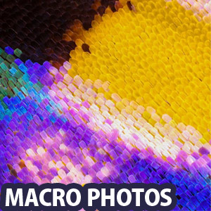 Never Seen Before Butterfly Wings Macro Photography by Chris Perani