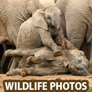 25 Best Award Winning Wildlife Photography examples around the world ...