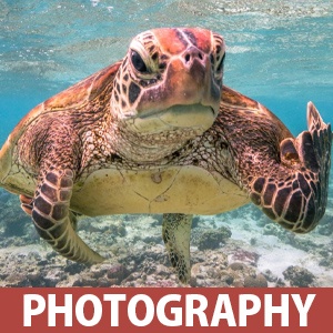 Top 20 Award Winning Photographs of the Year 2020 to kindle your creativity