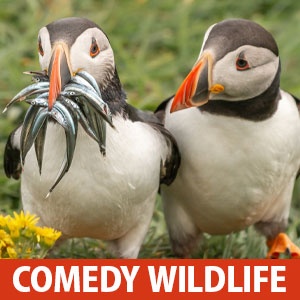 12 Award Winning Photographs from 6th Comedy Wildlife Photography Contest