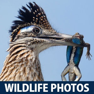 Audubon Announces the Winners of the 2020 Wildlife Photography Contest