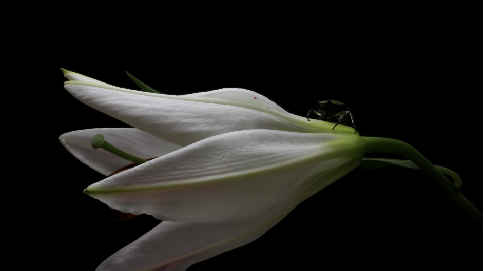 Flower Blooming Yoshiyuki Katayama 3 - Preview